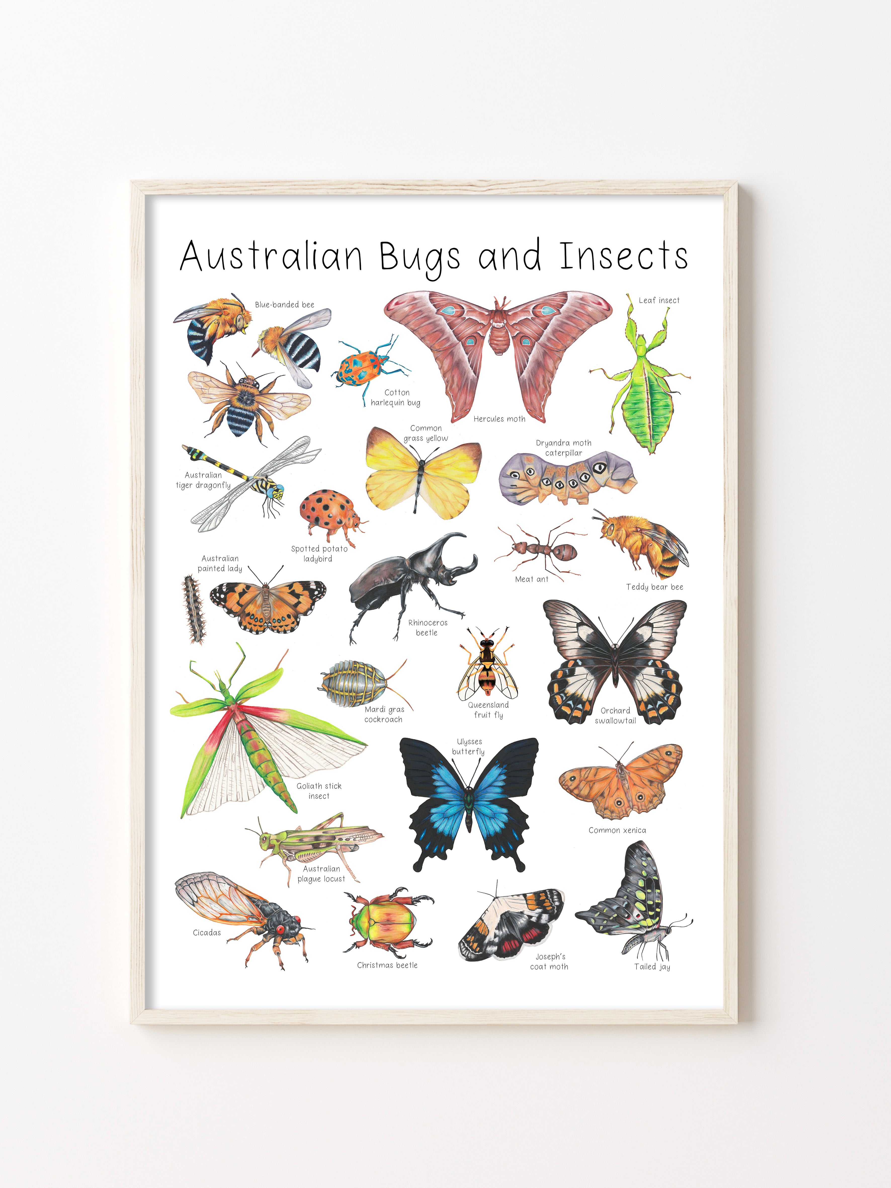Australian Bugs | Kids Art Print | Abbi McClure – Posteroo